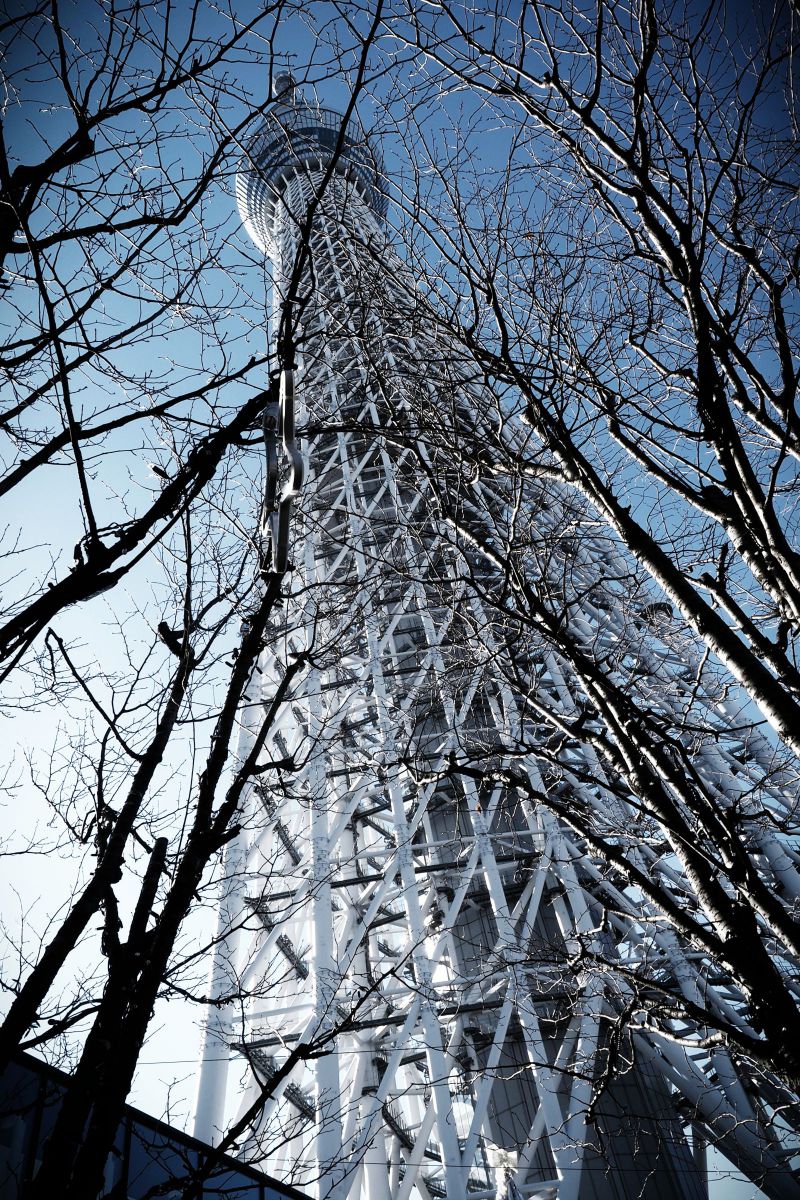 Winter tree | GANREF