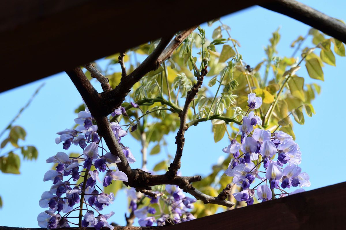 20200421 (2).jpg | GANREF