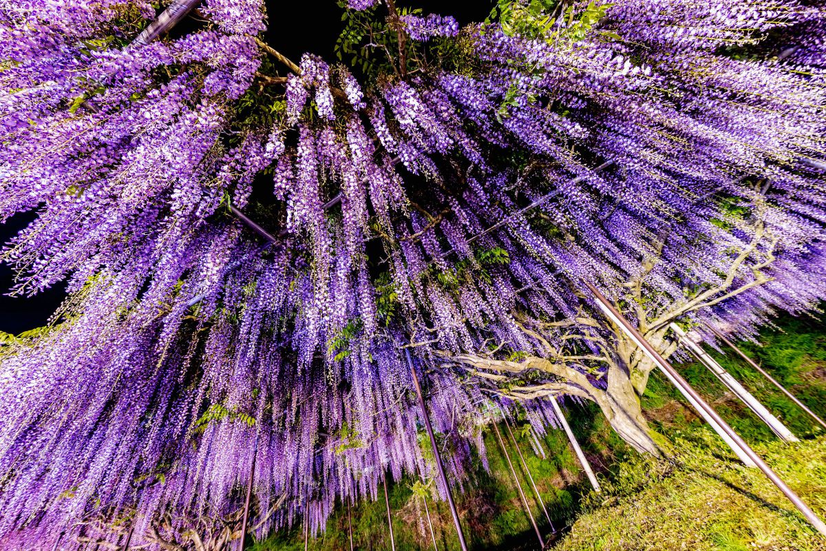 Purple Shower | GANREF