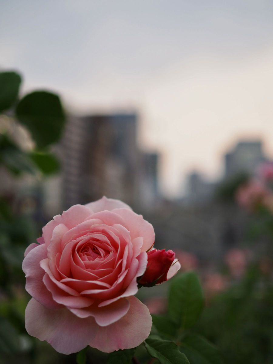 City Rose | GANREF