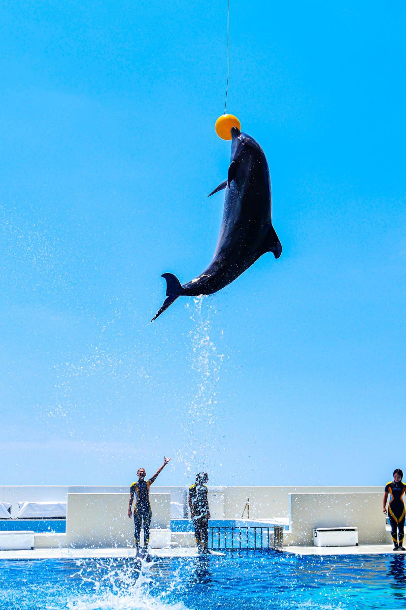 High Jump！ | GANREF