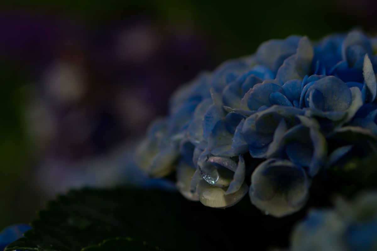 Jewels of the Rain | GANREF