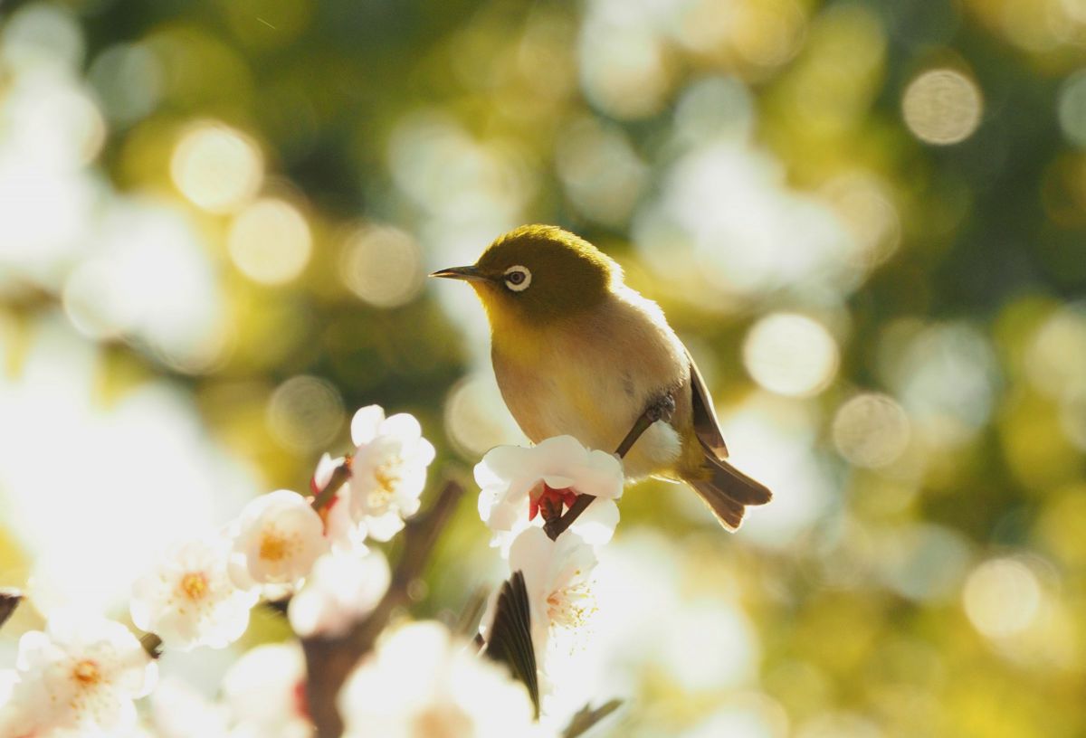 梅とメジロ | GANREF