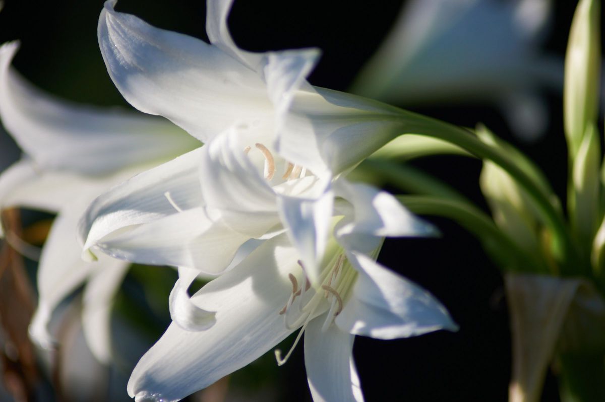 ユリ「純潔のシンボル」 | GANREF