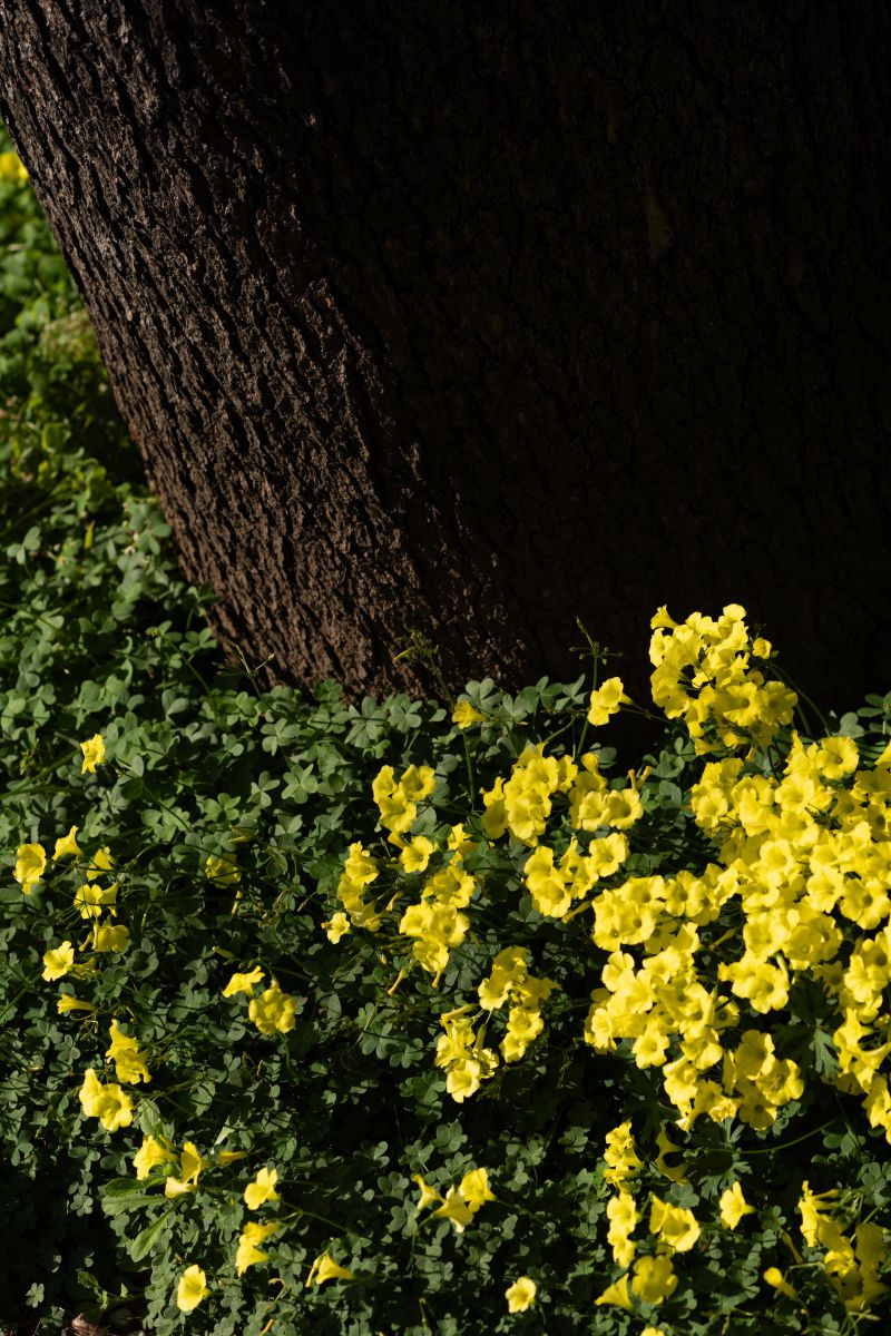 yellow green brown | GANREF