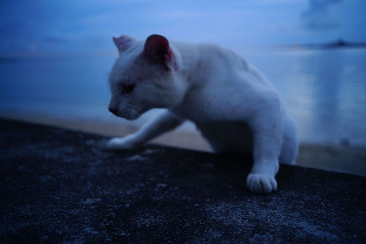 Attack on Cat | GANREF