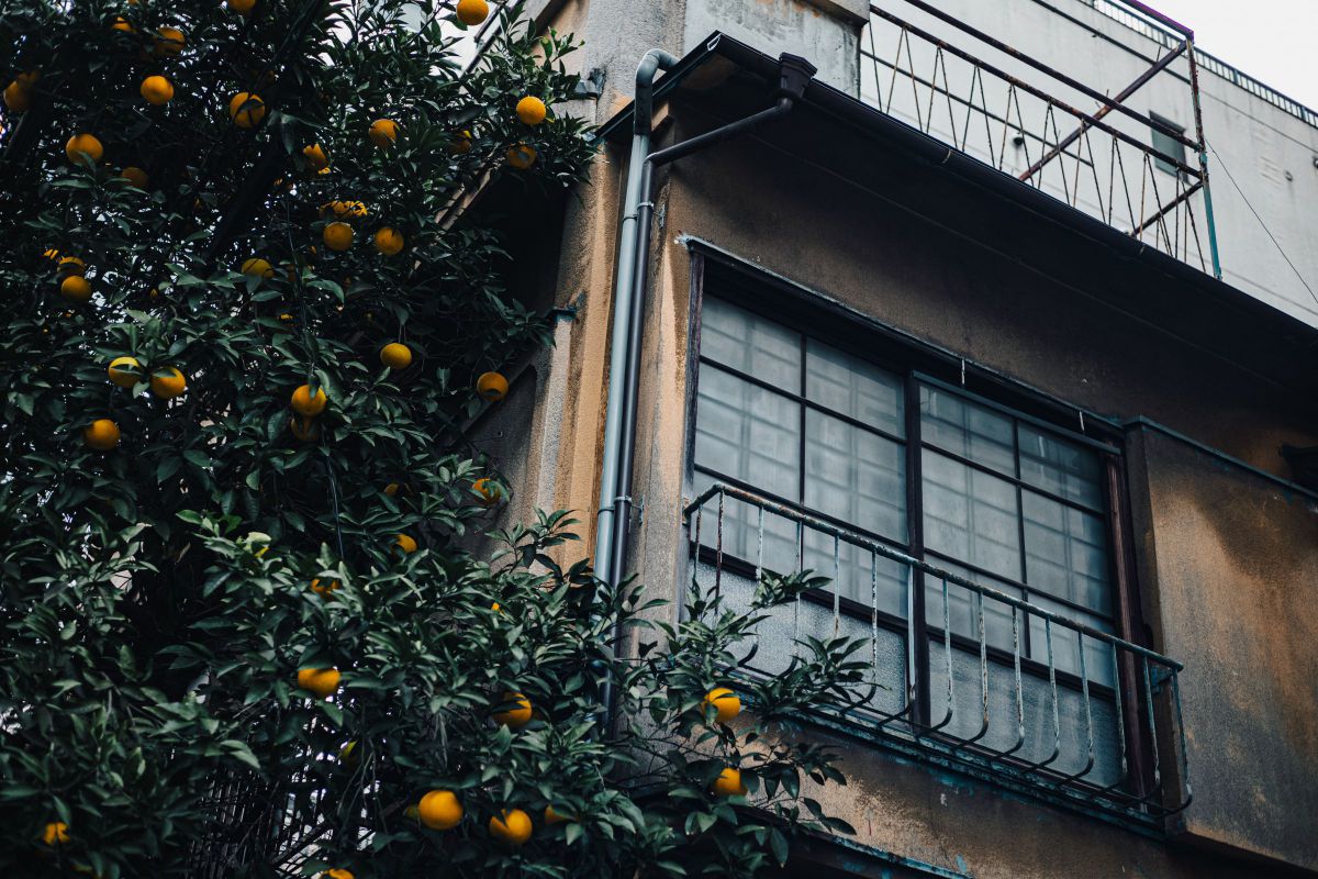 ビタミンC | GANREF