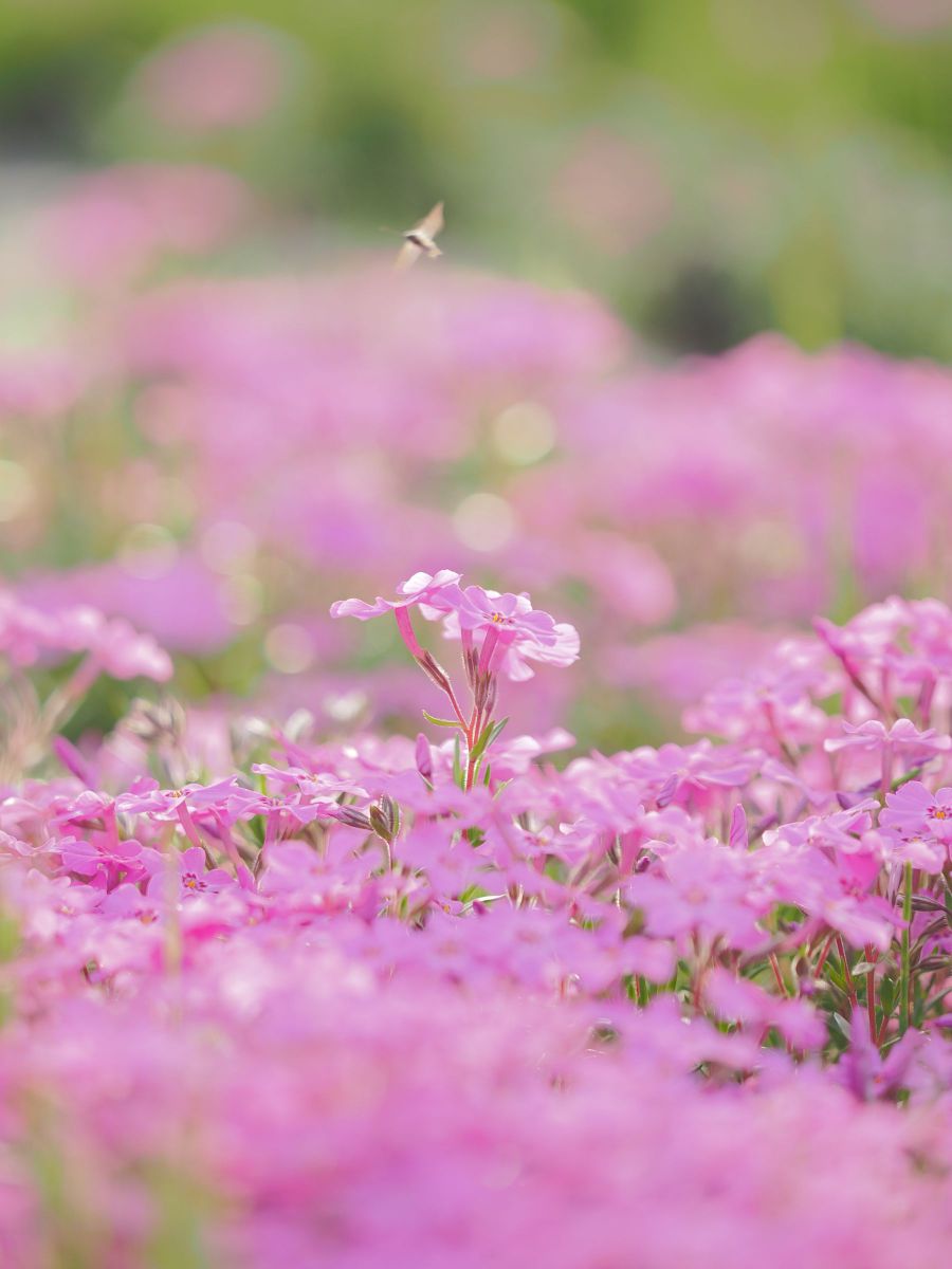地上に咲く桜 | GANREF