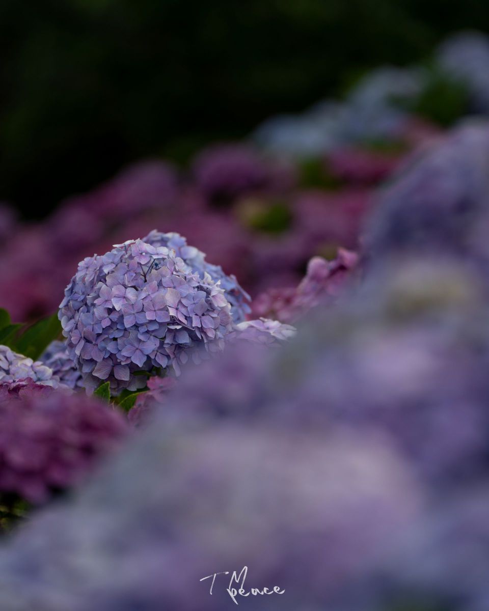 高塔山の紫陽花 | GANREF