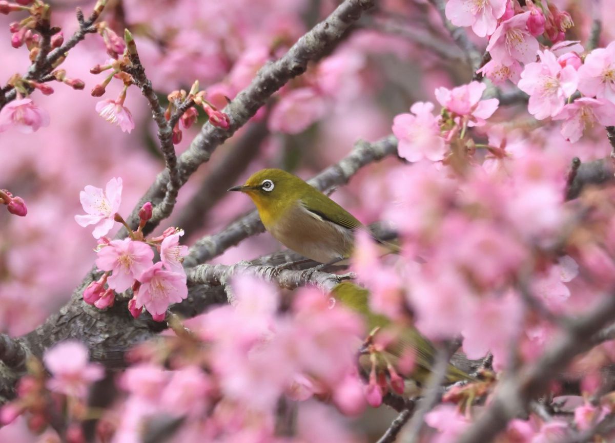 河津桜とめじろ | GANREF