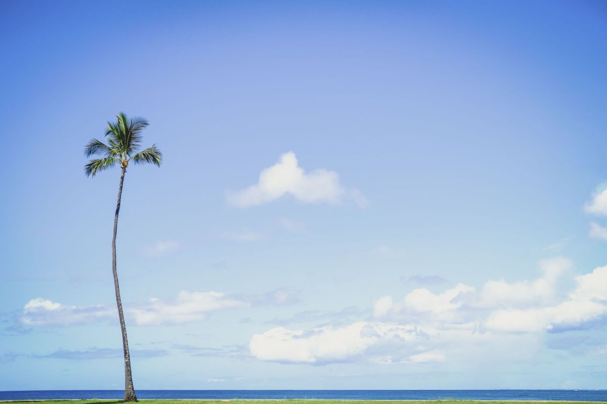 One and Only | GANREF