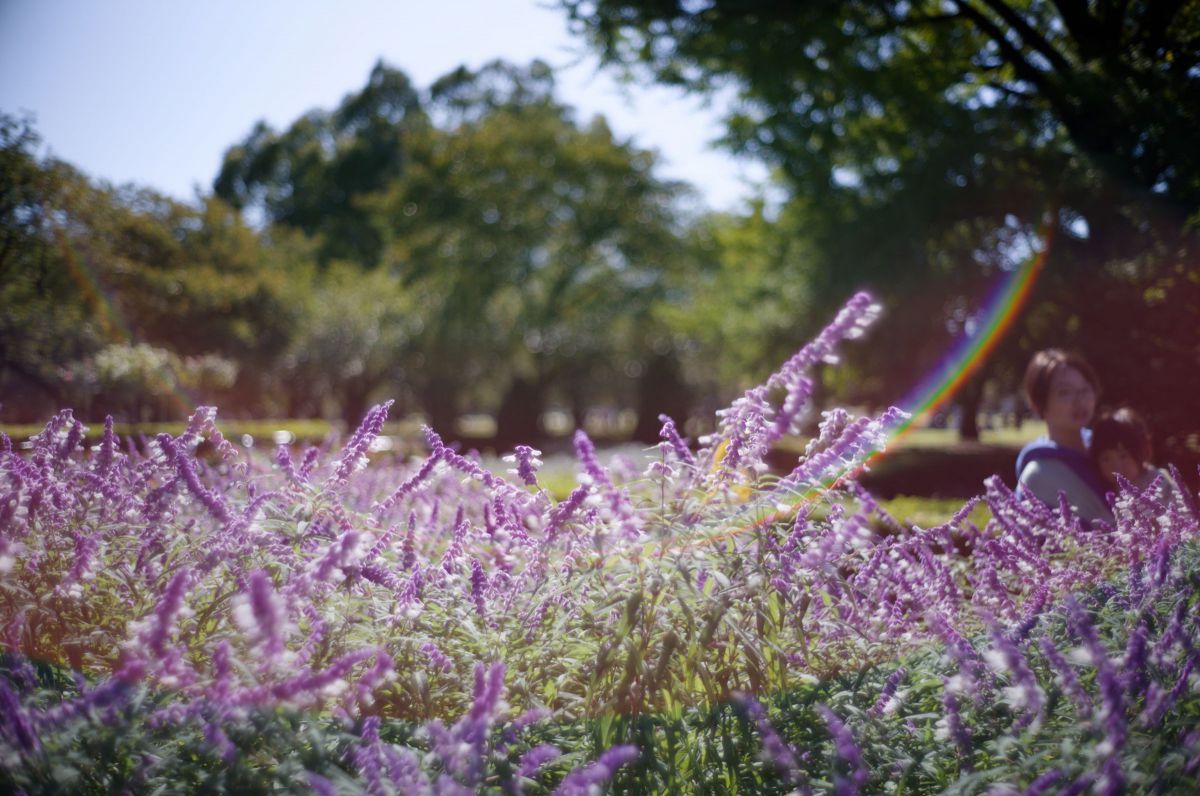 Artificial rainbow | GANREF
