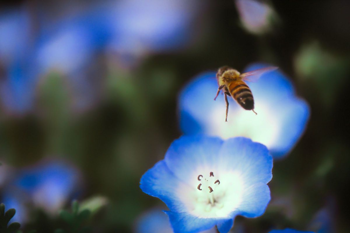 Velvian Bee | GANREF