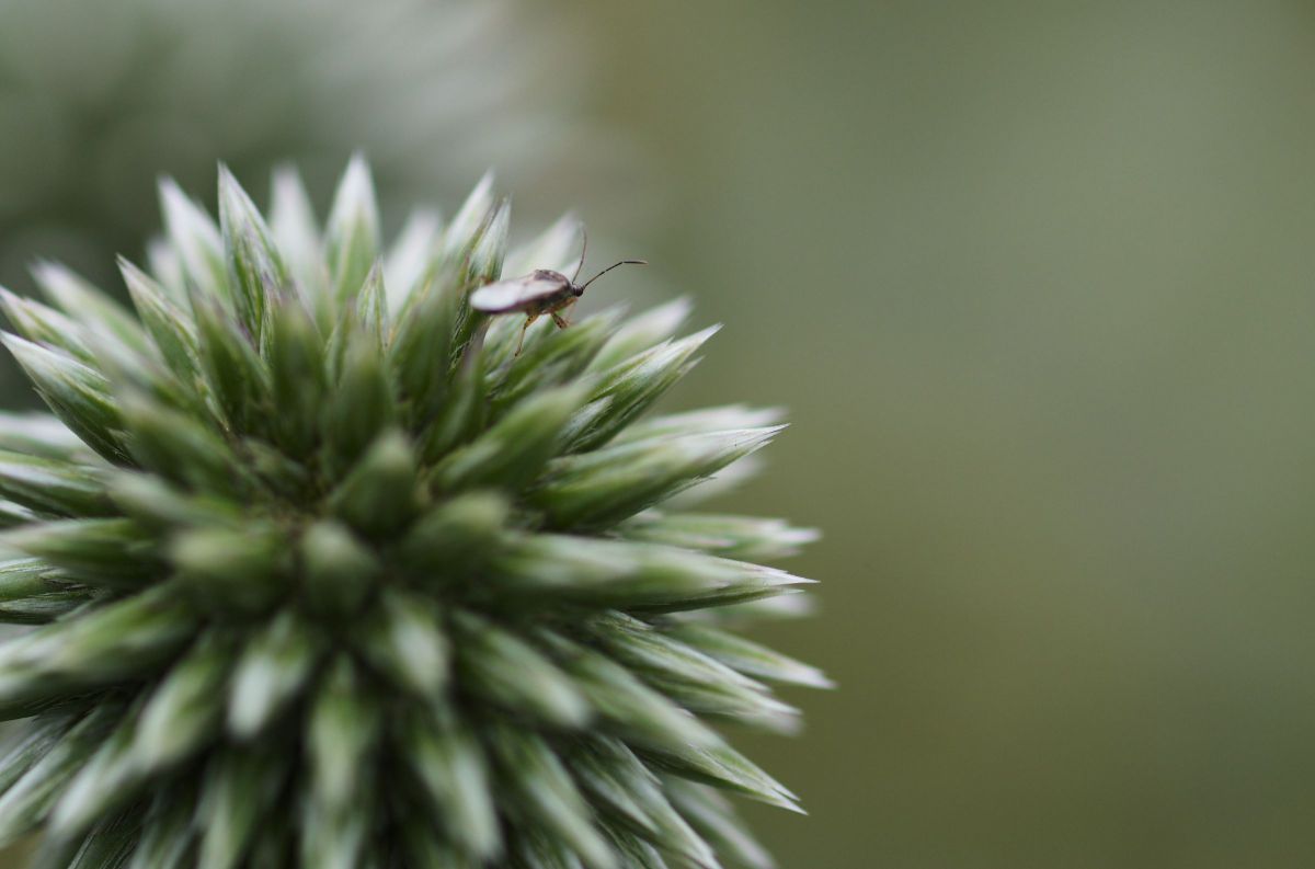 Bug's Paradise@Ground 2 | GANREF