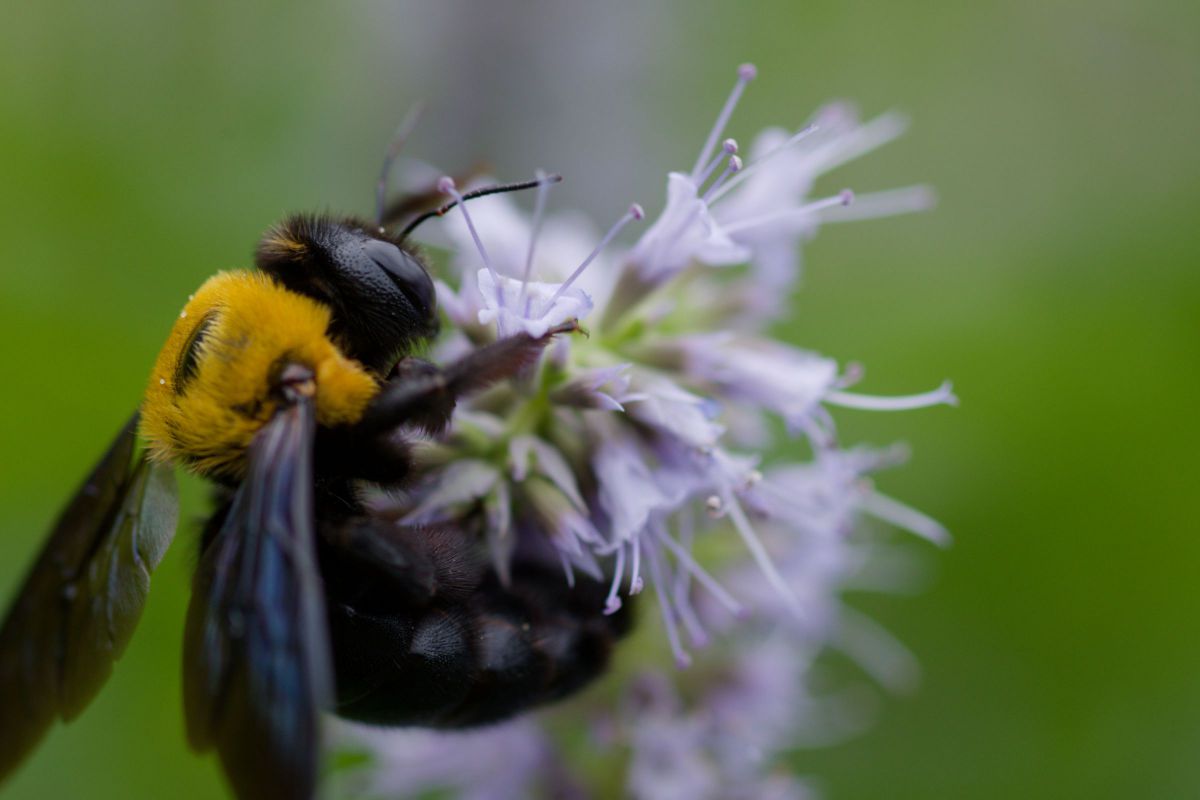 Bug's Paradise@Ground 4 | GANREF