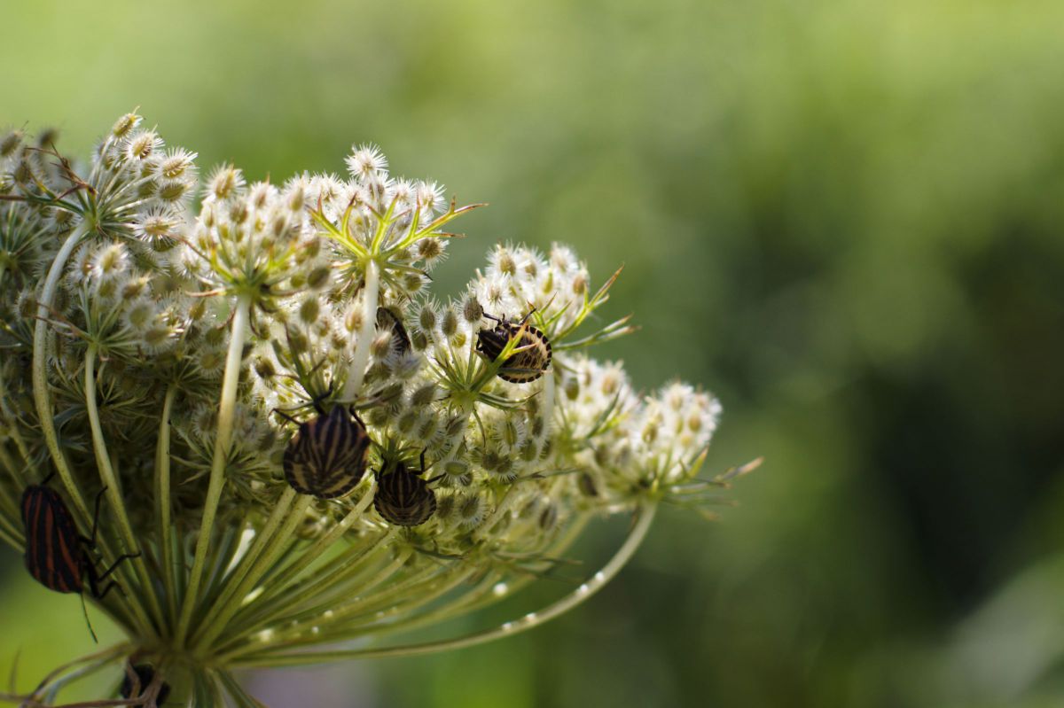 Bug's Paradise@Ground | GANREF