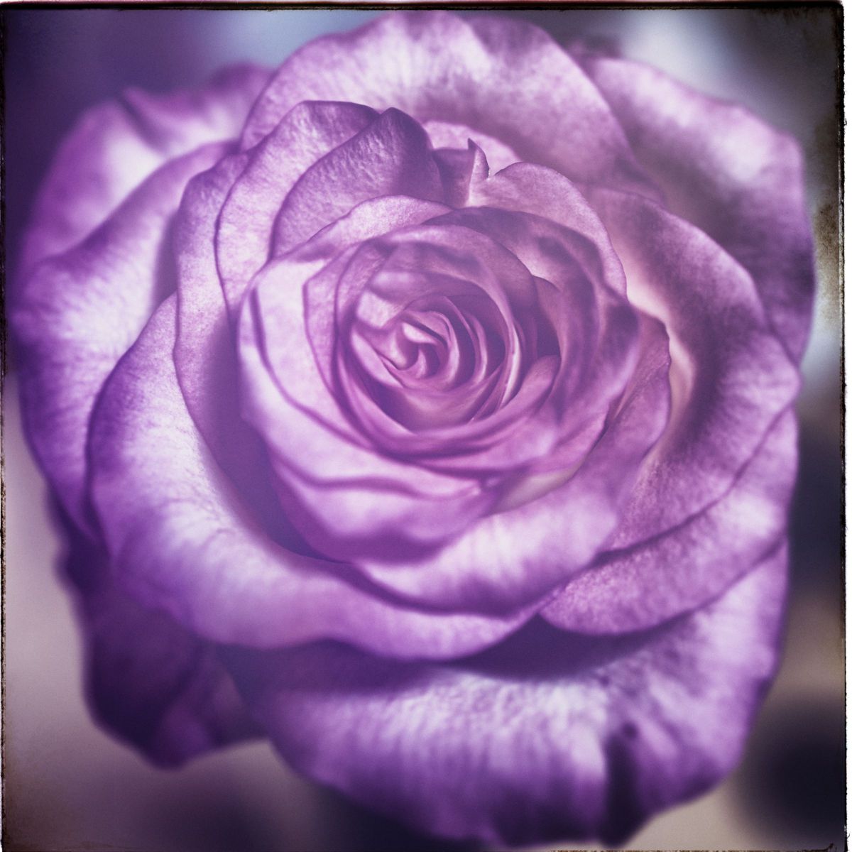 La Vie en rose - Autochrome Lumière. | GANREF