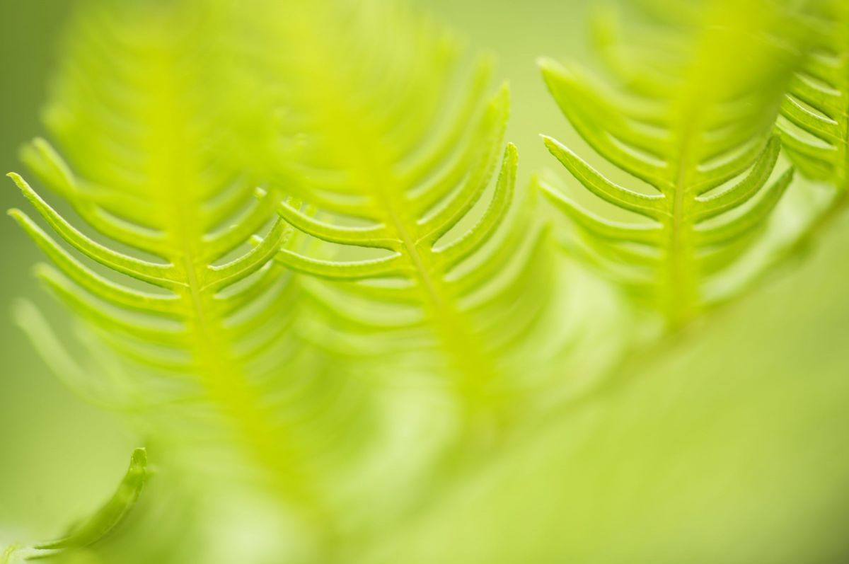 Fern leaves. | GANREF