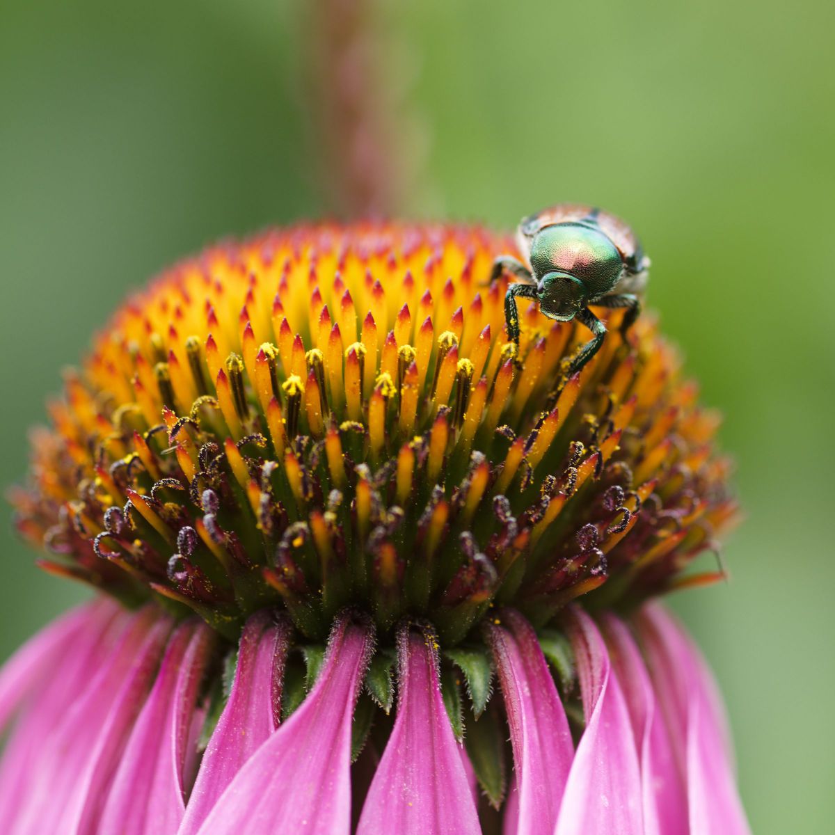 Bug's Paradise@Ground 1 | GANREF