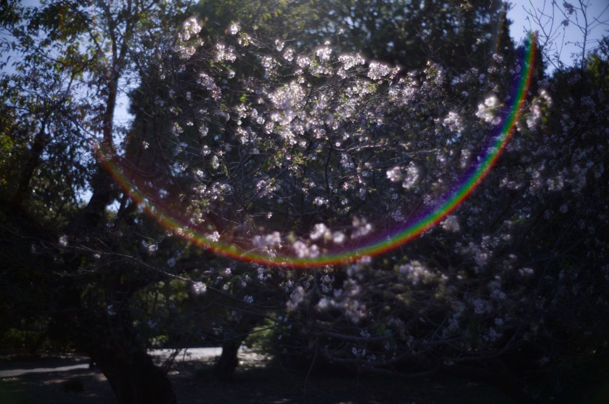 optical rainbow | GANREF