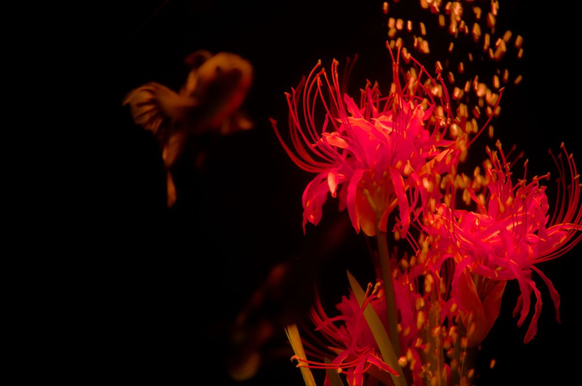 one of the red ones | GANREF