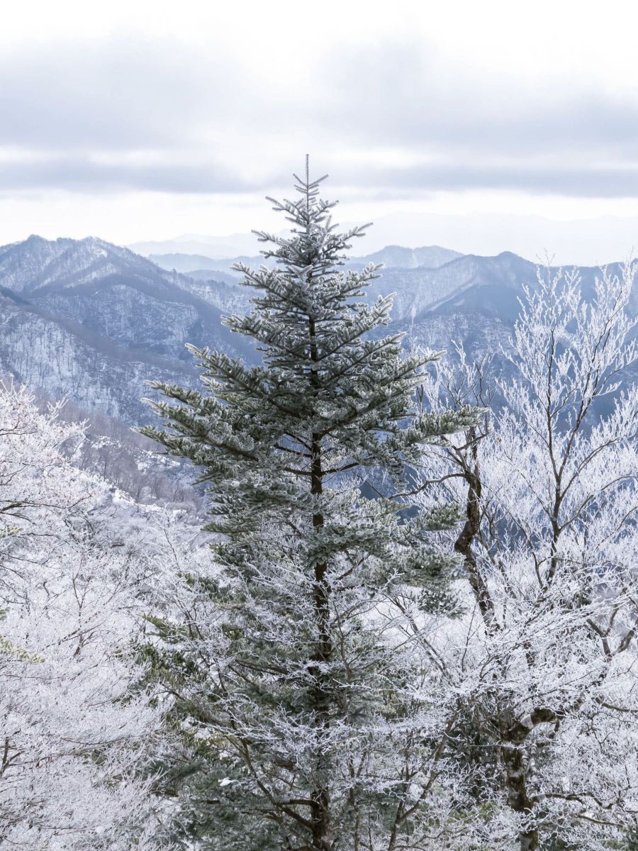 Christmas Tree | GANREF