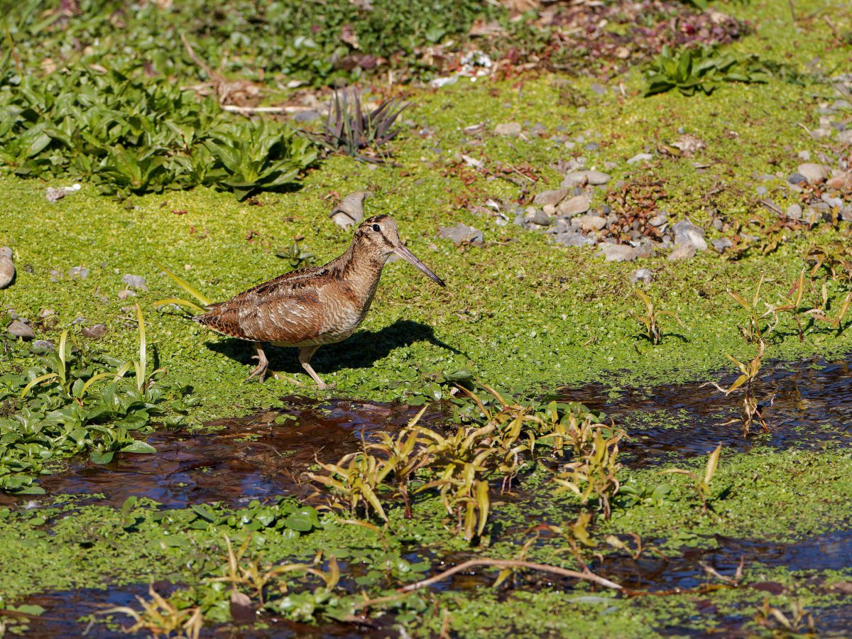 ヤマシギ | GANREF