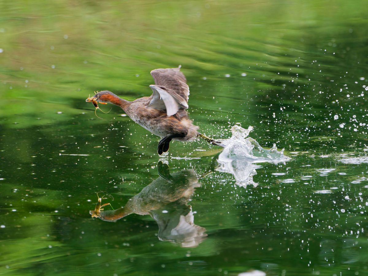 ザリガニGET! | GANREF