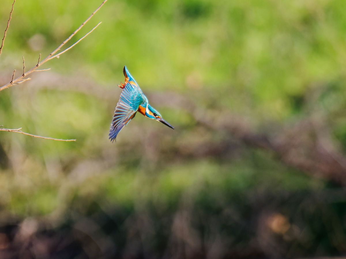 飛び出し | GANREF