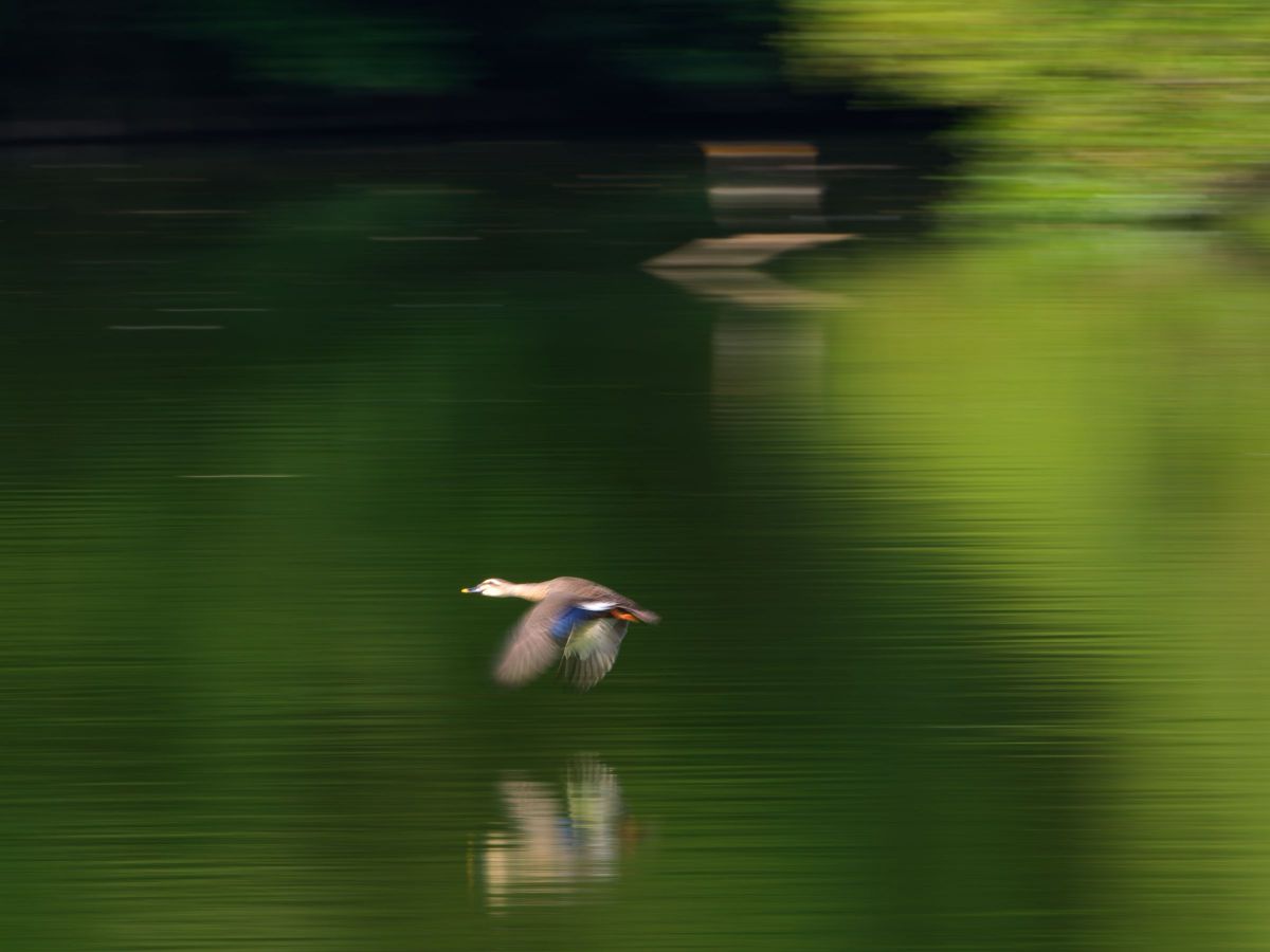 カルガモ | GANREF