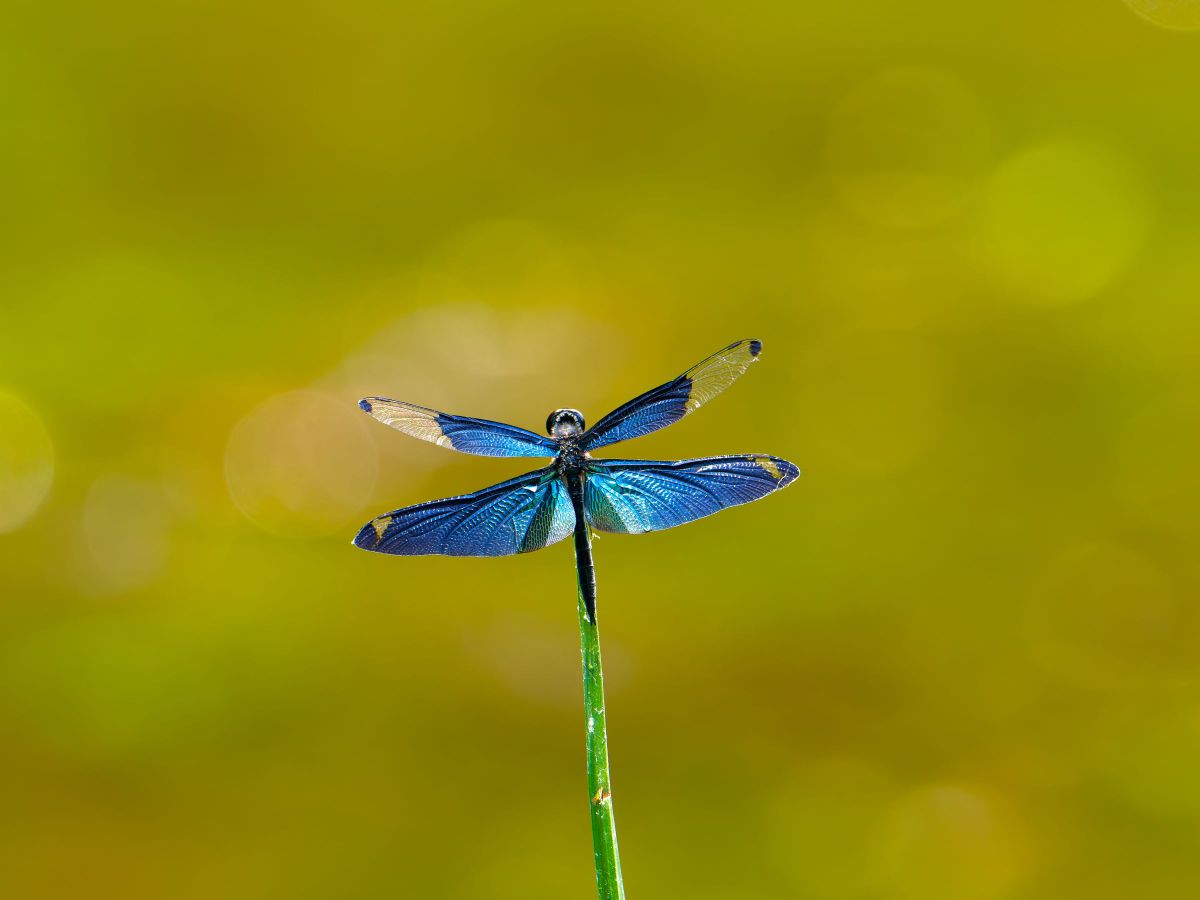 チョウトンボ | GANREF