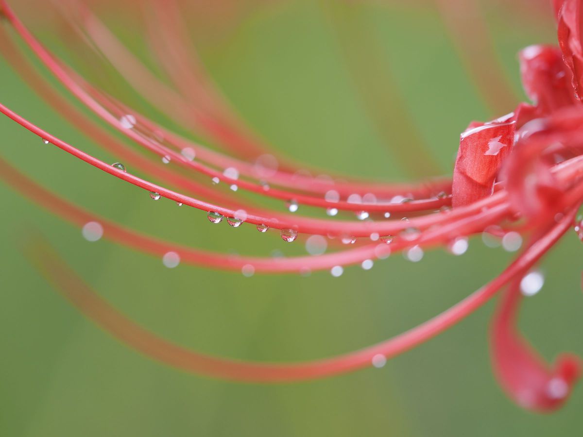 キラメキ | GANREF