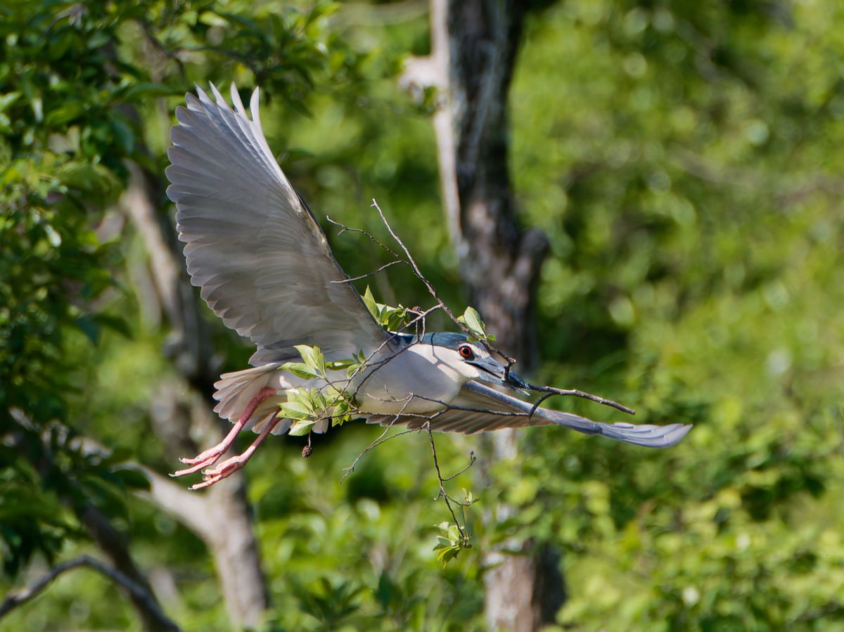 巣材運び | GANREF