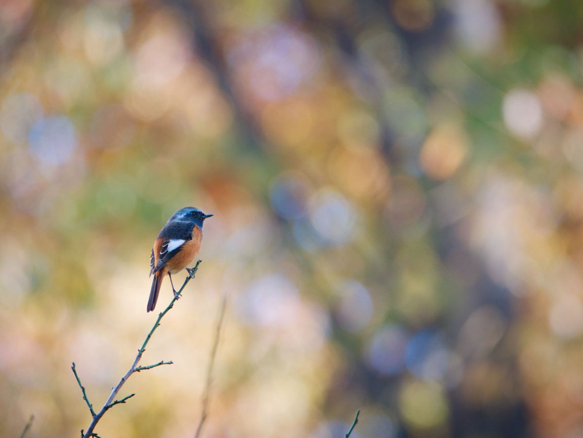 ジョウビタキ | GANREF