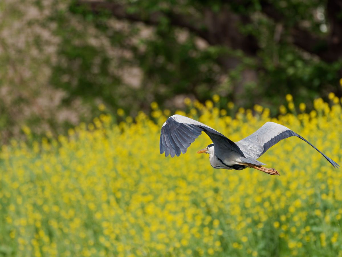 アオサギ | GANREF