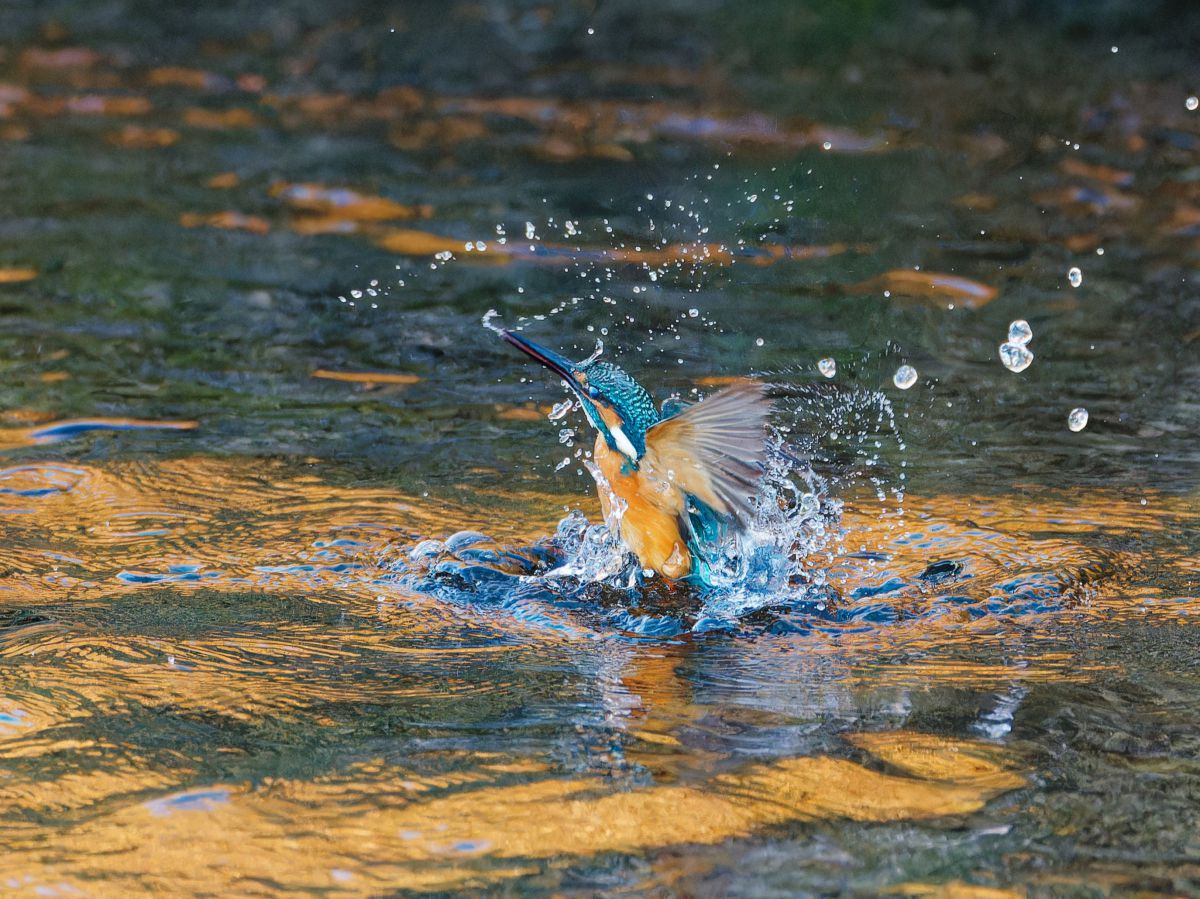 カワセミ | GANREF