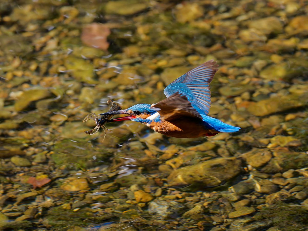 ザリガニGET! | GANREF