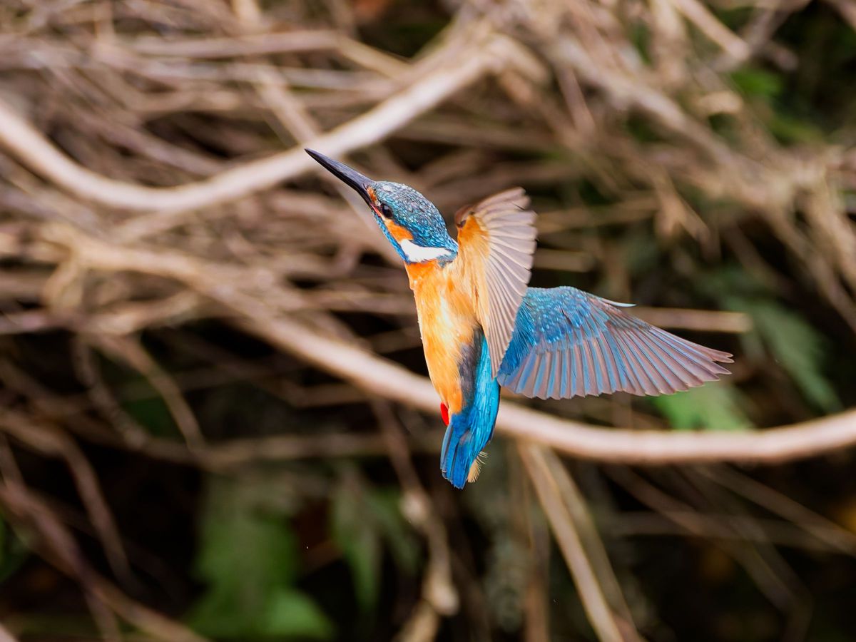 カワセミ | GANREF