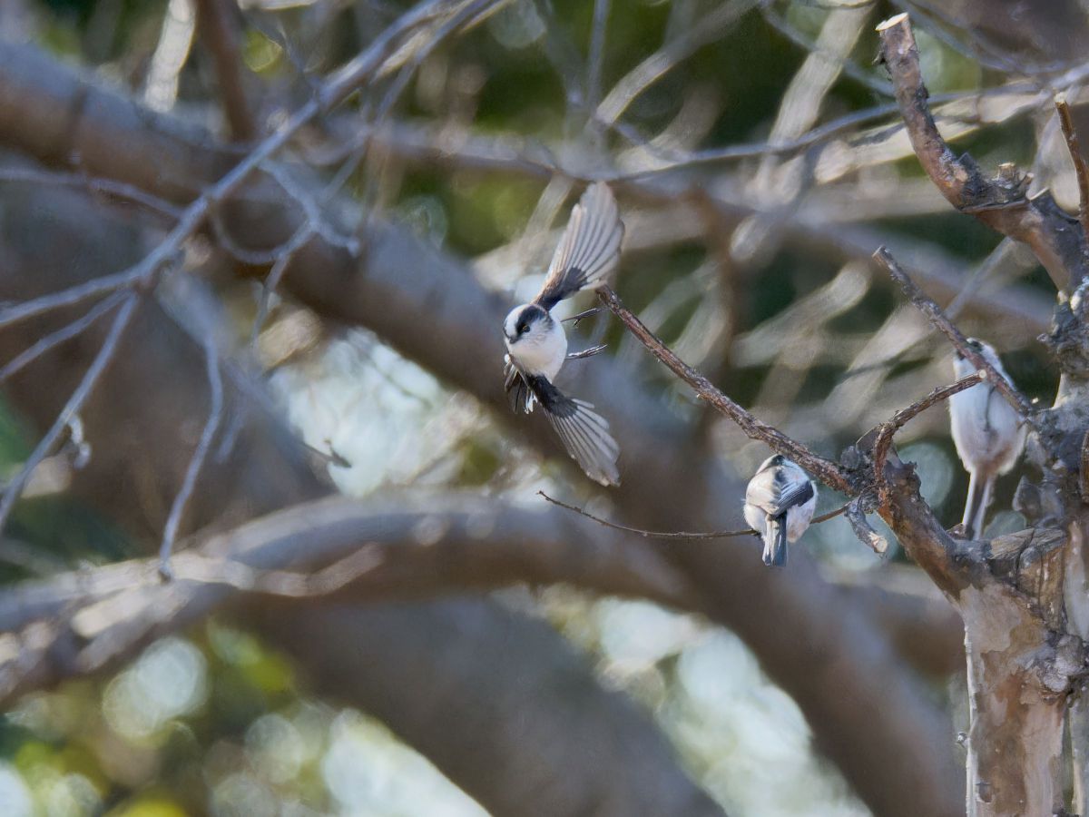 飛び出し | GANREF