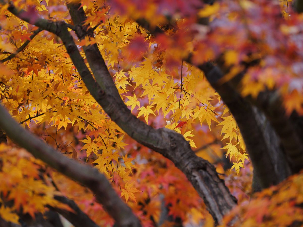 公園のモミジ | GANREF