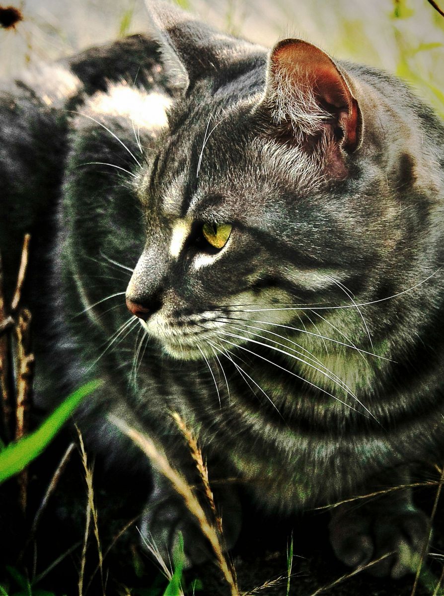 WILD CAT - wild eye - | GANREF