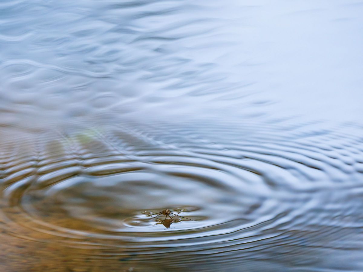 summer ripples | GANREF