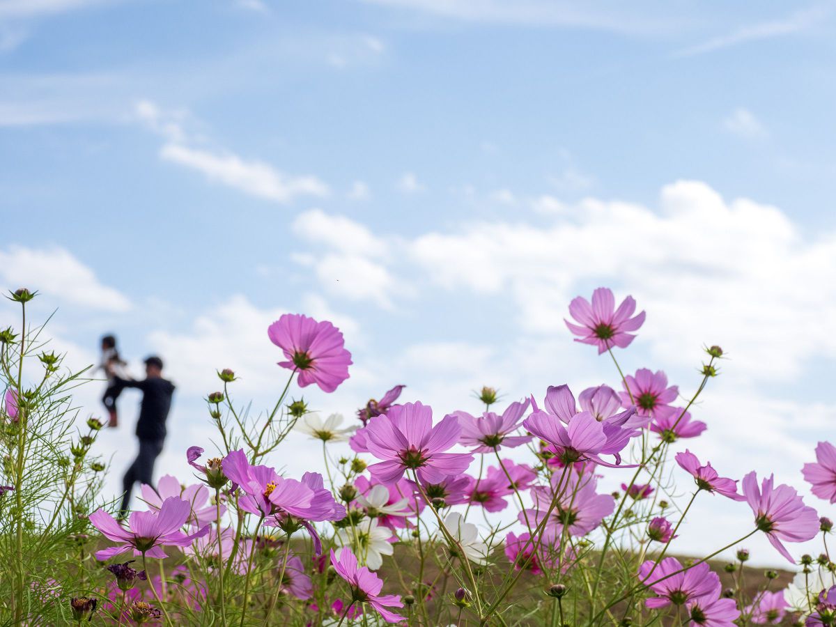 コスモスの丘 | GANREF