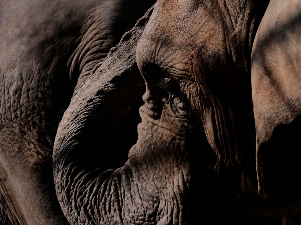 象の陰影 | GANREF