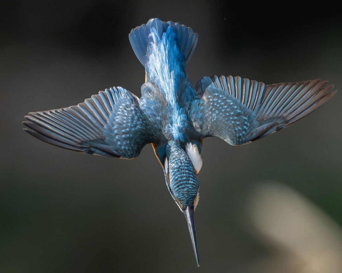 20250123_00245 | GANREF