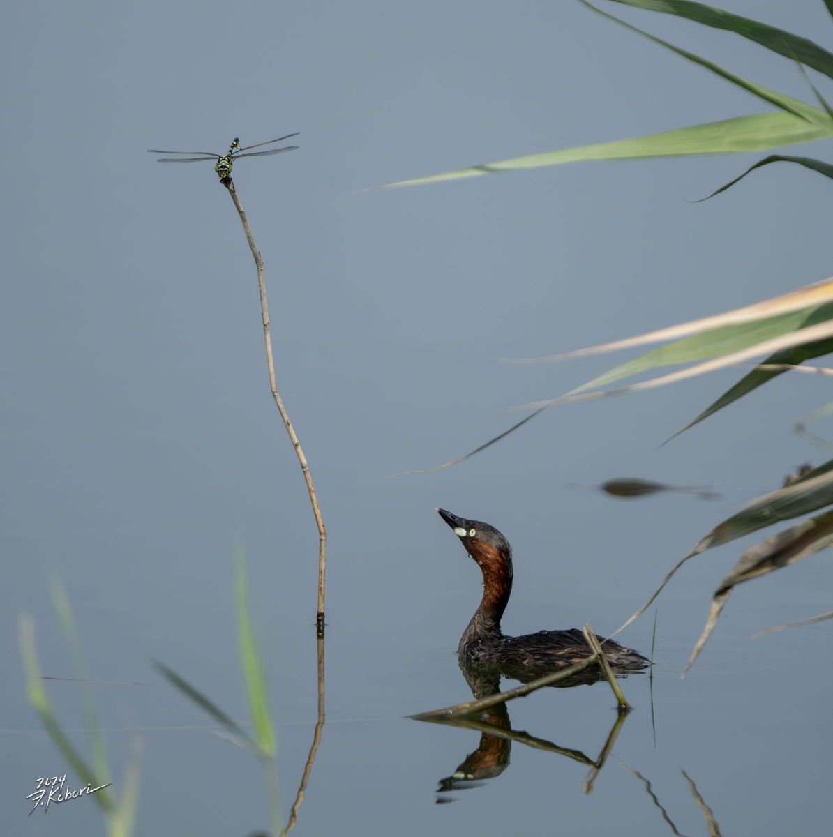 高嶺のトンボ | GANREF