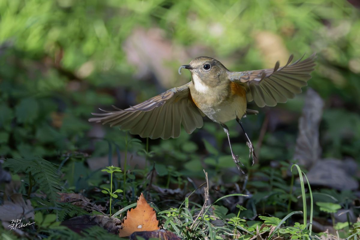 ルリビタキ | GANREF