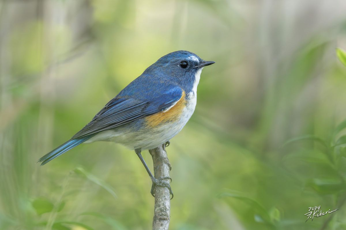 ドラえもん | GANREF