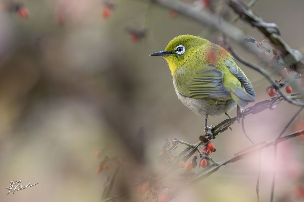 ニシキギジロー | GANREF