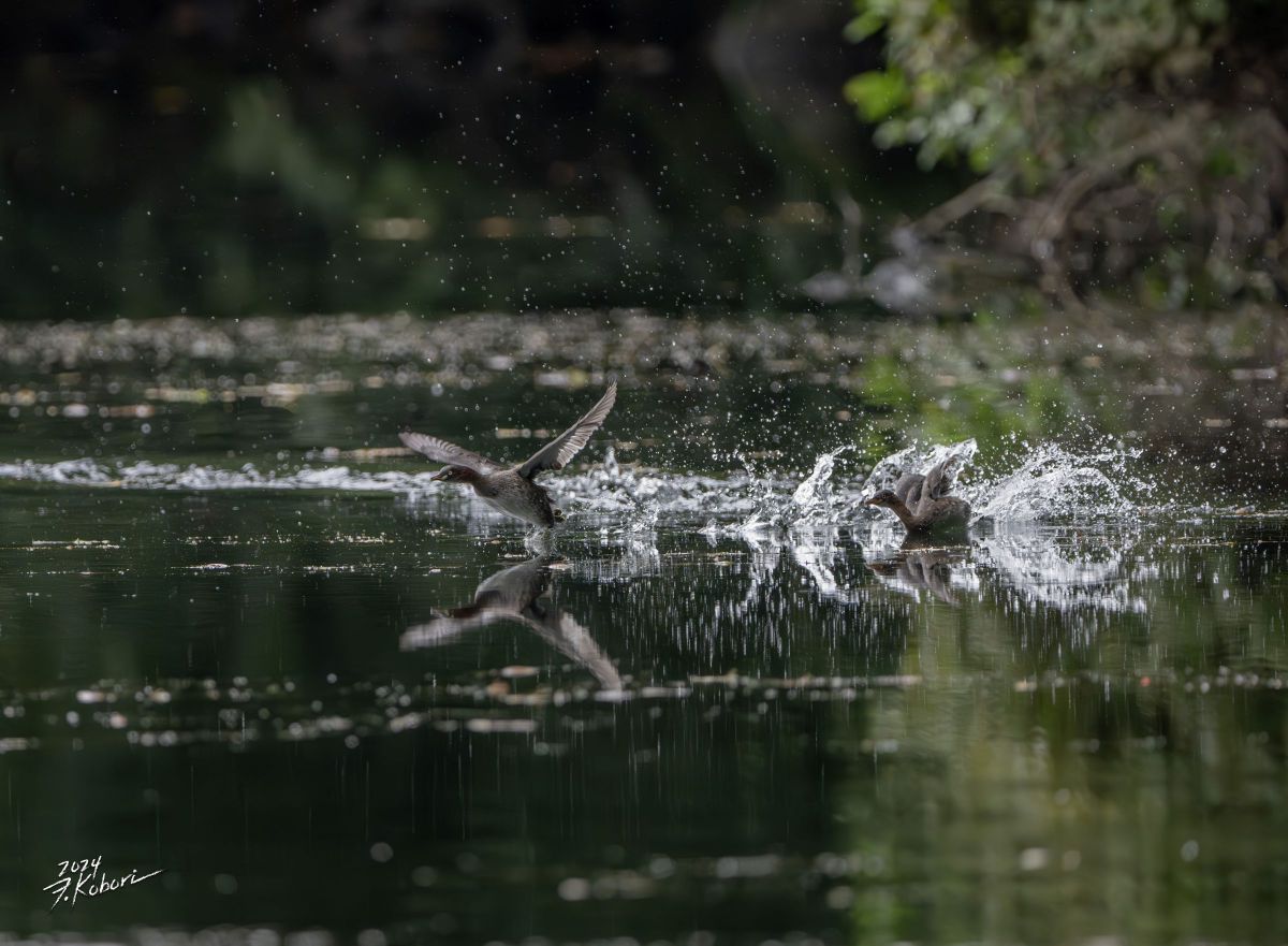 カイツブリ | GANREF
